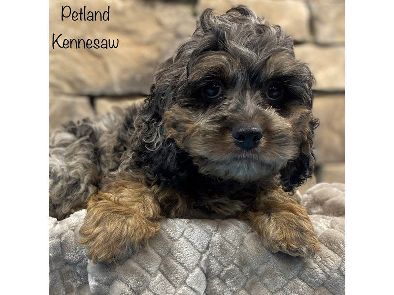 Cockapoo Small Animal Blue Merle ID:28384 Located at Petland Kennesaw ...