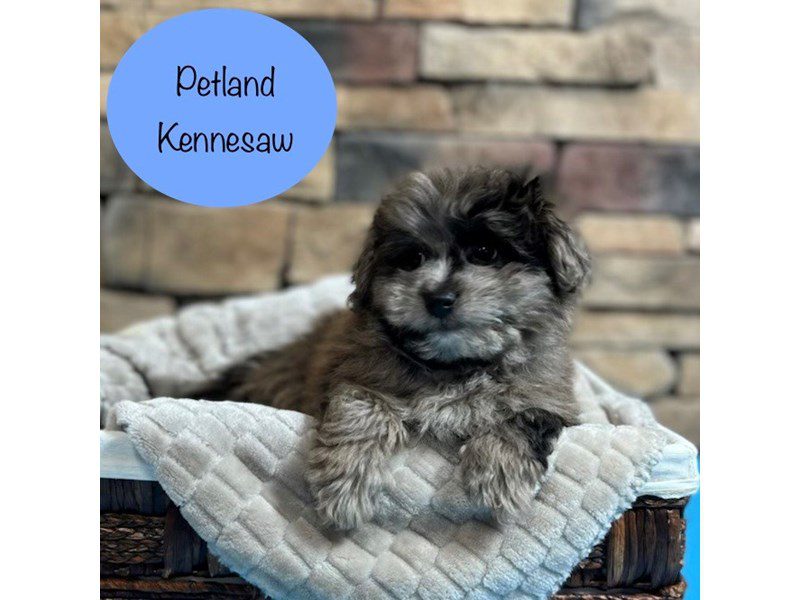 Pomapoo Puppies - Breed Info - Petland Kennesaw, Georgia