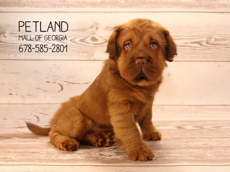 Mini Hippo Breed Overview - Petland Kennesaw, Georgia