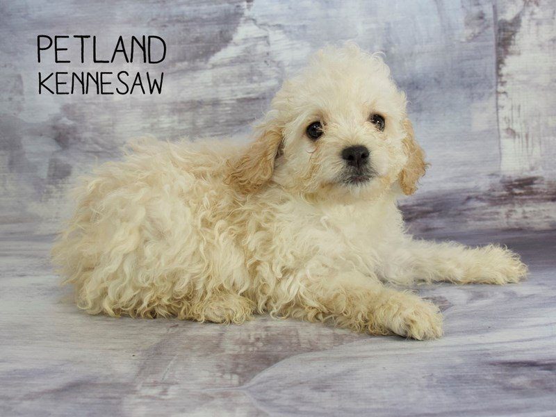 Cockapoo Puppy Cream ID:23400 Located at Petland Kennesaw, Georgia
