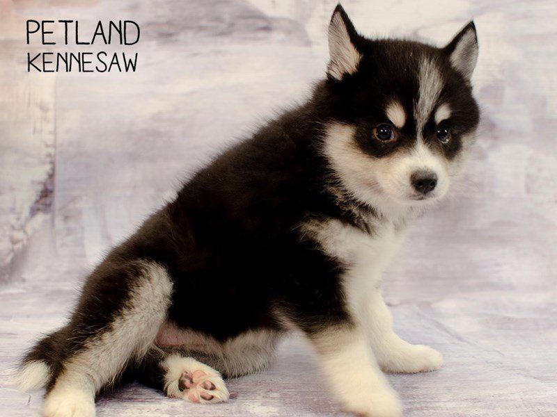 Pomsky Puppy Black ID:23691 Located at Petland Kennesaw, Georgia