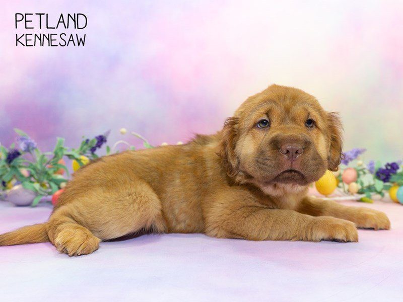 Mini Hippo Breed Overview - Petland Kennesaw, Georgia