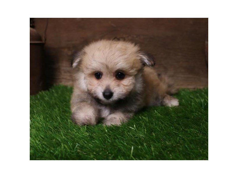 Pomapoo Puppies - Breed Info - Petland Kennesaw, Georgia