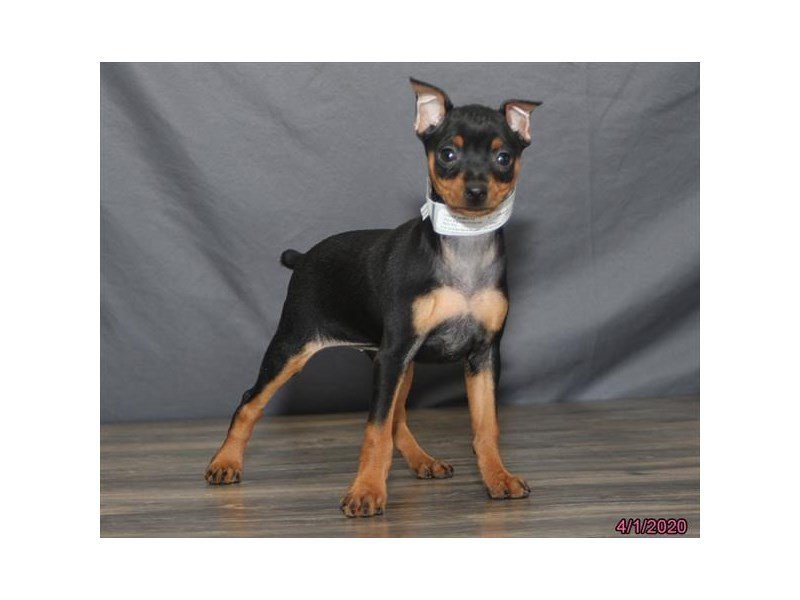 Miniature Pinscher Puppy Black / Rust ID:25136 Located at Petland ...