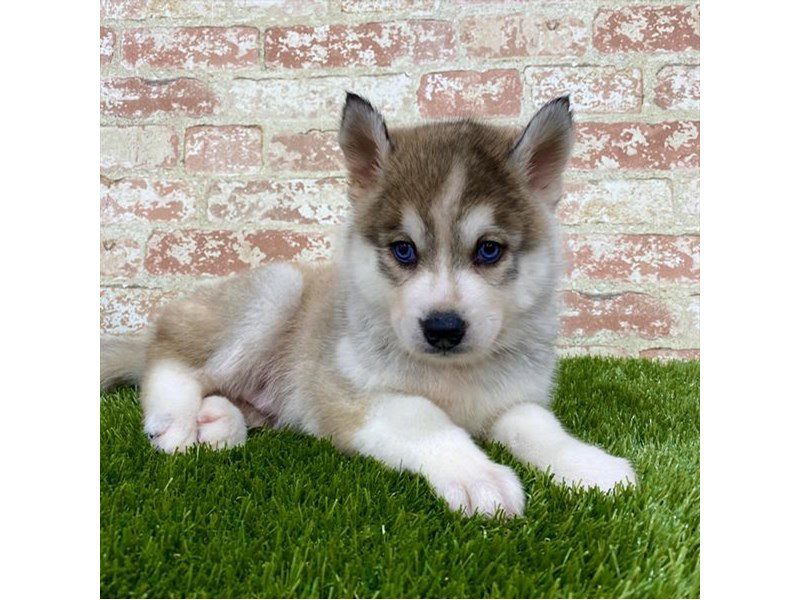 Pomsky Puppy Sable / White ID:25313 Located at Petland Kennesaw, Georgia