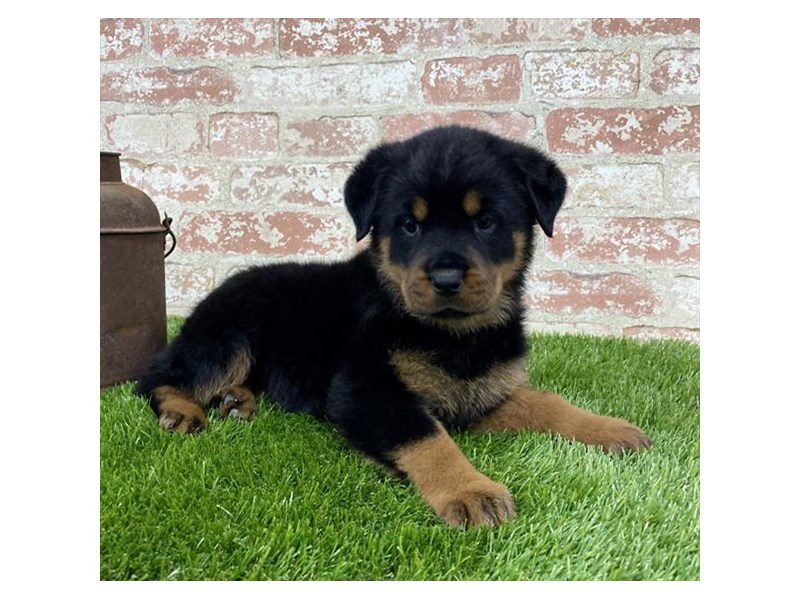 Rottweiler Puppy Black / Rust ID:25325 Located at Petland Kennesaw, Georgia