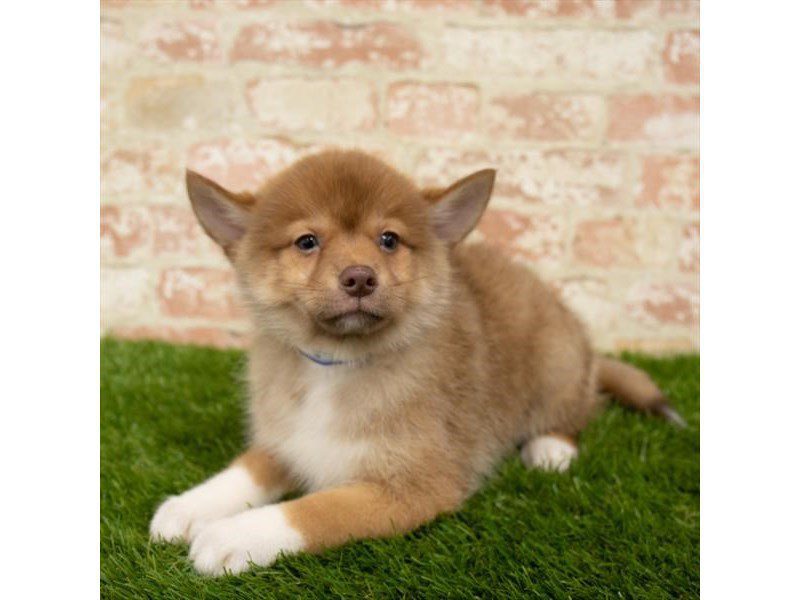Pomsky Puppy Red / White ID:25572 Located at Petland Kennesaw, Georgia