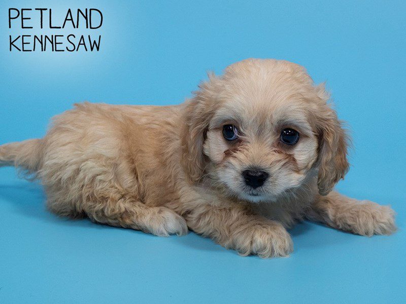 Cavachon Puppy RUBY ID:25919 Located at Petland Kennesaw, Georgia