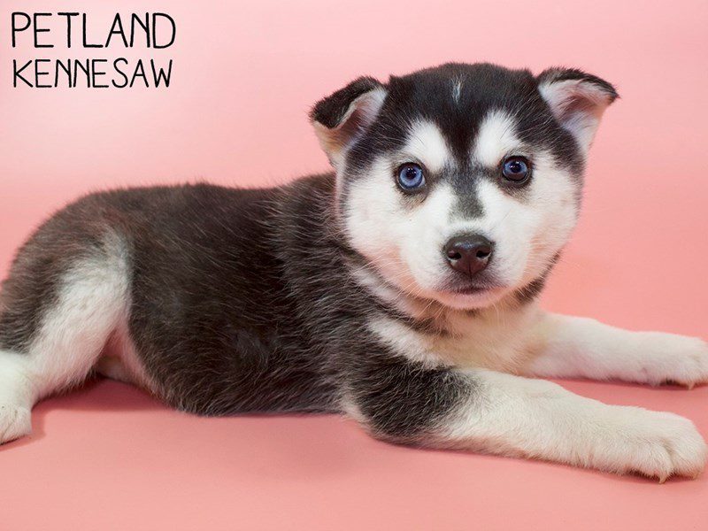 Pomsky Puppy Black & White ID:26324 Located at Petland Kennesaw, Georgia