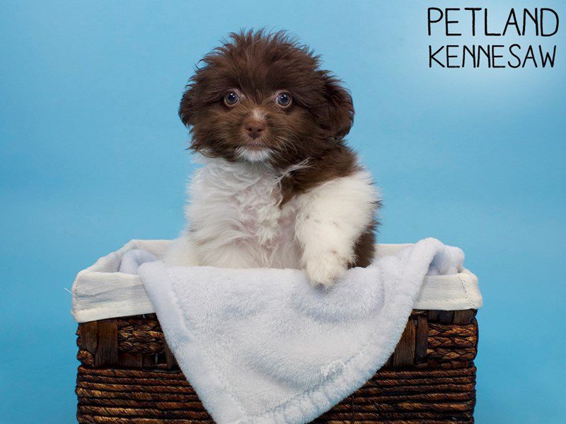 Pomapoo Puppies - Breed Info - Petland Kennesaw, Georgia