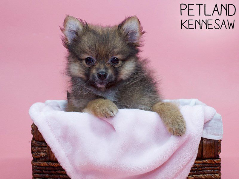 Pomeranian-DOG-Female-Red Sable-3181058-Petland Kennesaw, Georgia
