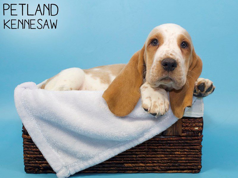 Lemon Basset Hound Puppy