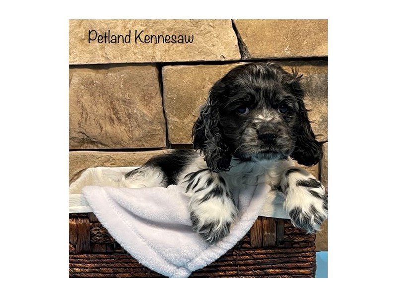 Cocker Spaniel Puppy BLUE MERLE ID:27314 Located at Petland Kennesaw ...
