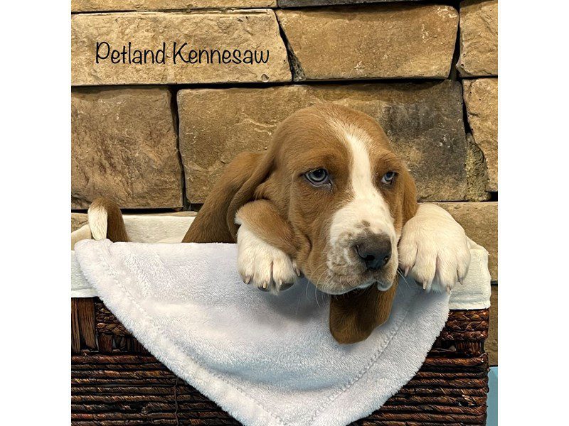 Basset Hound Puppy Mahogany ID:27519 Located at Petland Kennesaw, Georgia