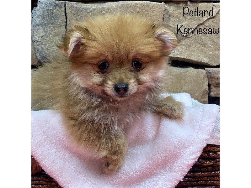 Pomeranian - Petland Kennesaw, Georgia