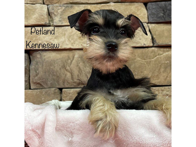 Miniature Schnauzer-DOG-Female-BLK TAN-3558122-Petland Kennesaw, Georgia