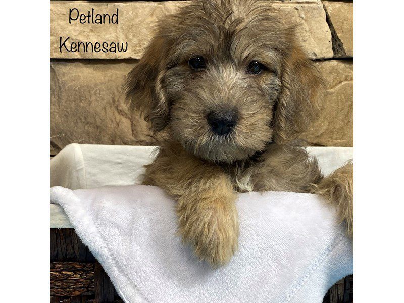 Labradoodle Puppy Tri-Colored ID:27973 Located at Petland Kennesaw, Georgia