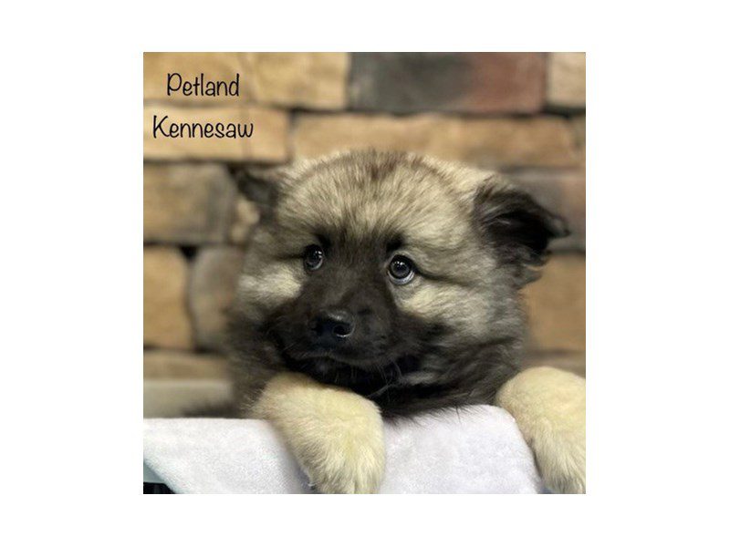 Keeshond Puppies - Breed Info - Petland Kennesaw, Georgia