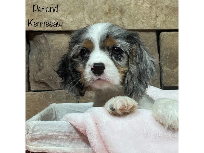 Cockalier Puppy Blue Roan ID:28243 Located at Petland Kennesaw, Georgia