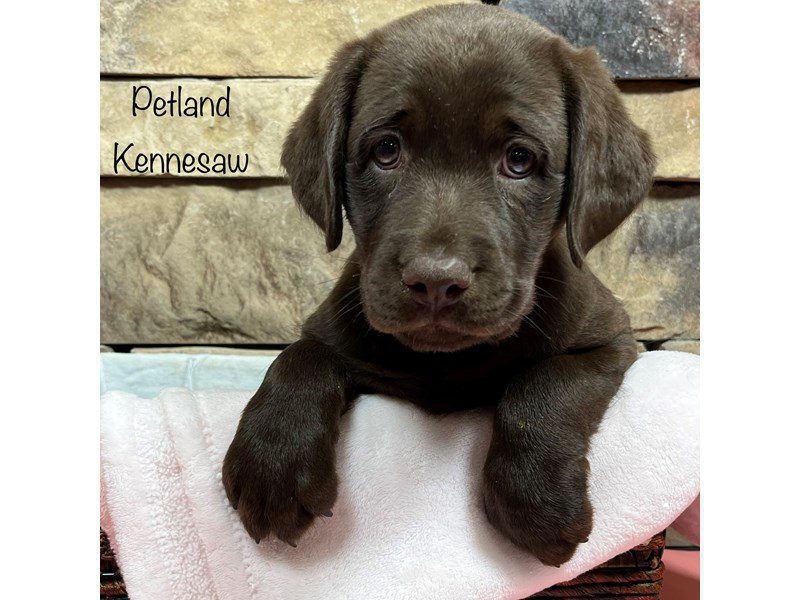 Labrador Retriever Small Animal Yellow ID:29100 Located at Petland ...