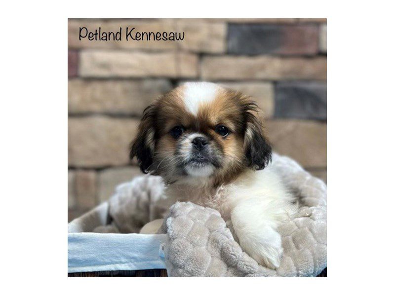 Pekingese Puppy Sable / White ID:28357 Located at Petland Kennesaw, Georgia