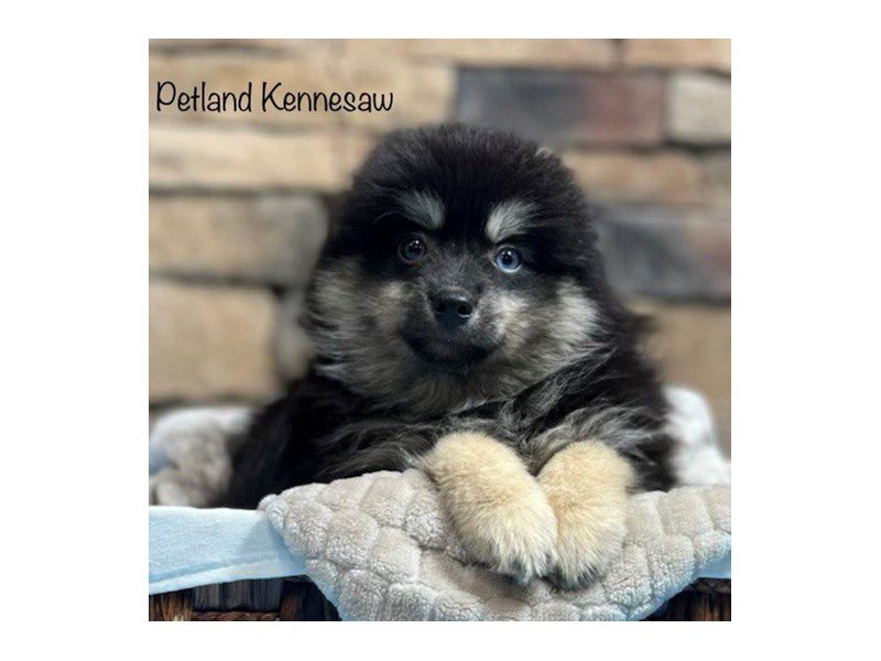 Pomsky Small Animal Black / Tan ID:28353 Located at Petland Kennesaw ...