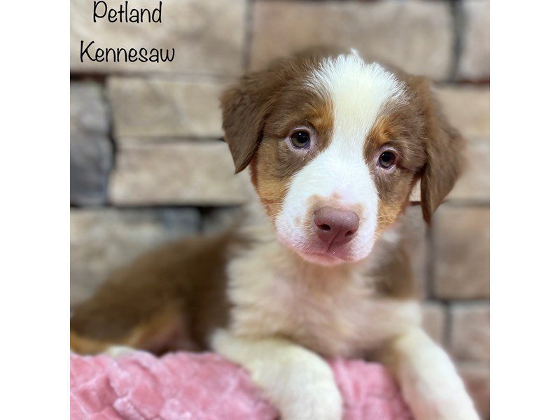 Australian Shepherd Small Animal Red ID:28415 Located at Petland ...