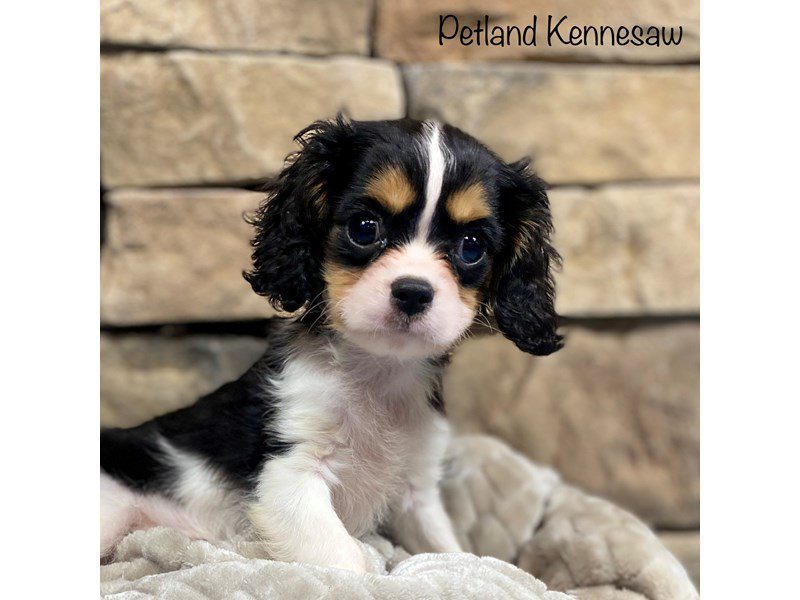 Cavalier King Charles Spaniel Small Animal Tri-Colored ID:28437 Located ...