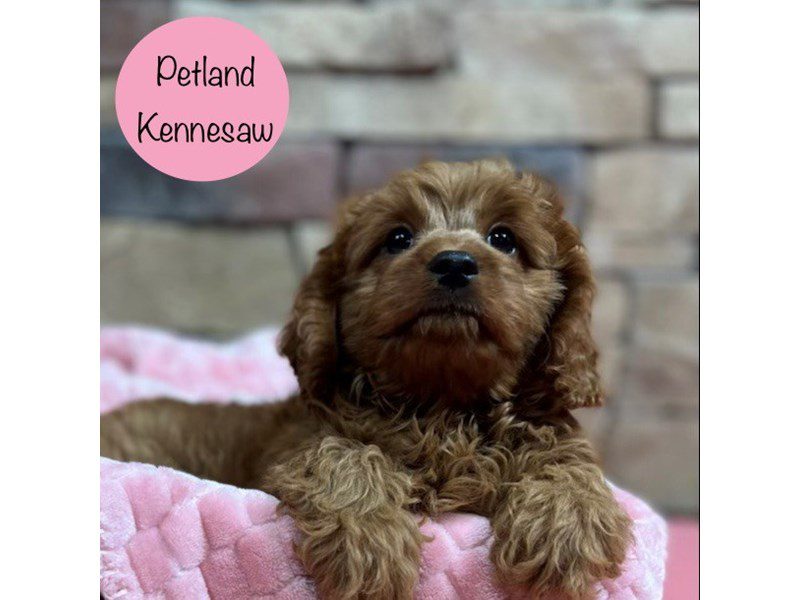 Cavapoo Puppy Red / White ID:28476 Located at Petland Kennesaw, Georgia
