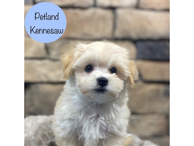 Havanese Puppy Red Sable ID:28300 Located at Petland Kennesaw, Georgia