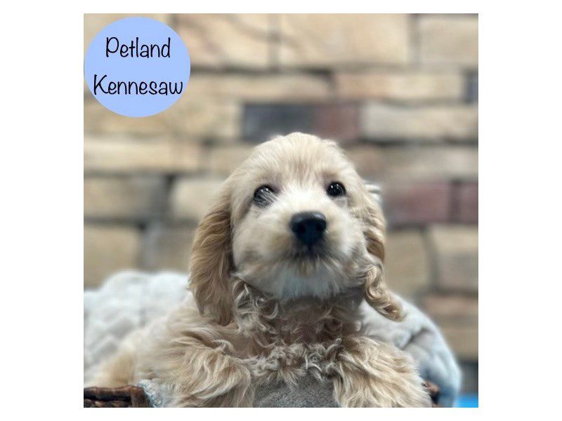 Cockapoo Puppy Cream ID:28501 Located at Petland Kennesaw, Georgia