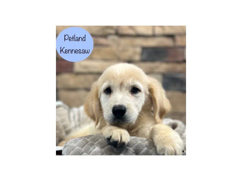 Golden Retriever Small Animal Light Golden ID:28506 Located at Petland ...