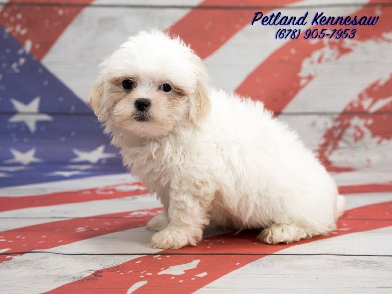 Teddy Bear Puppy White and Cream ID:20619 Located at Petland Kennesaw ...