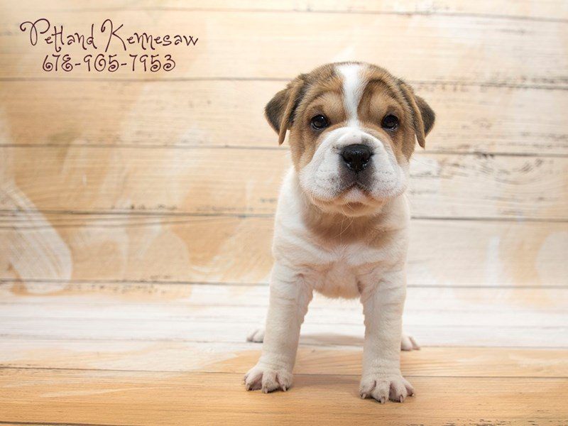 Mini Hippo Breed Overview - Petland Kennesaw, Georgia