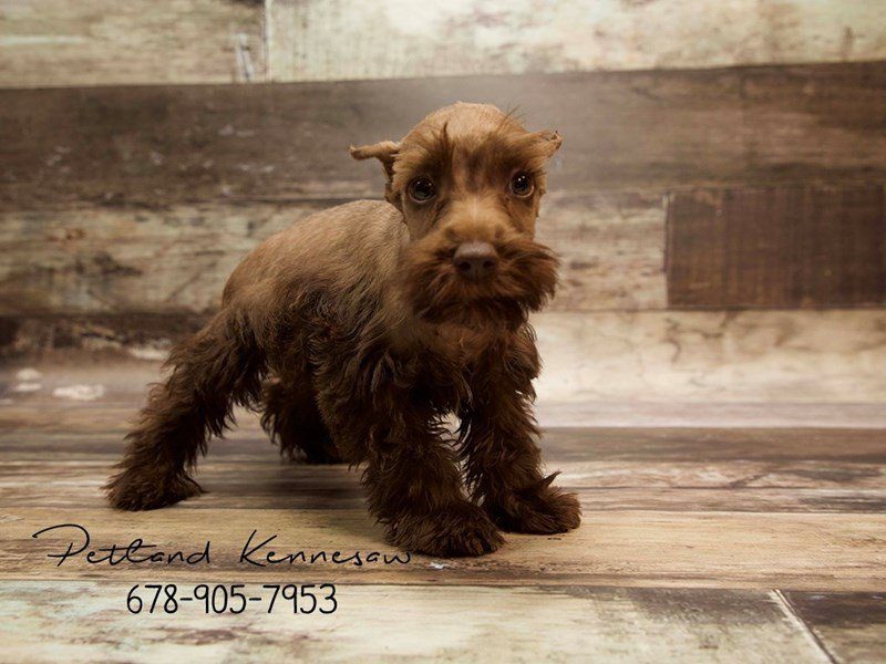 Chocolate Miniature Schnauzer Puppies