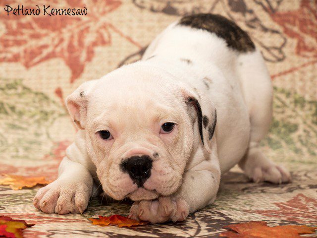 Victorian Bulldog - Breed Info - Petland Kennesaw, Georgia