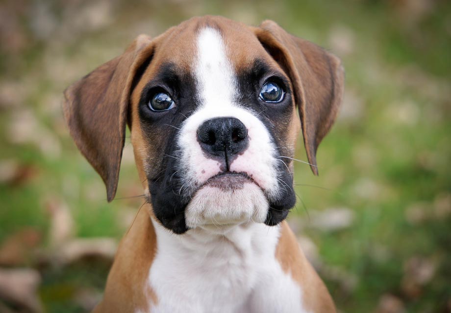 Boxer Puppies For Sale This Is The Breed Your Family Needs Boxer Puppies For Sale This Is The Breed Your Family Needs