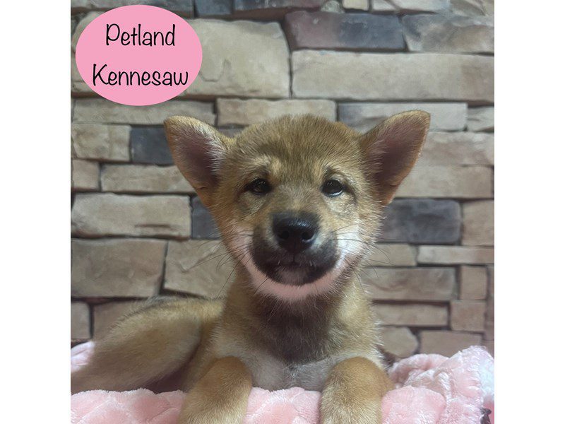 Shiba Inu Small Animal Red Sable ID:28652 Located at Petland Kennesaw ...