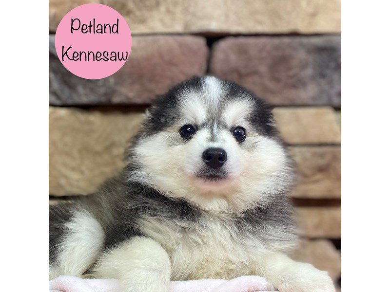 Pomsky Small Animal Black / White ID:28728 Located at Petland Kennesaw ...