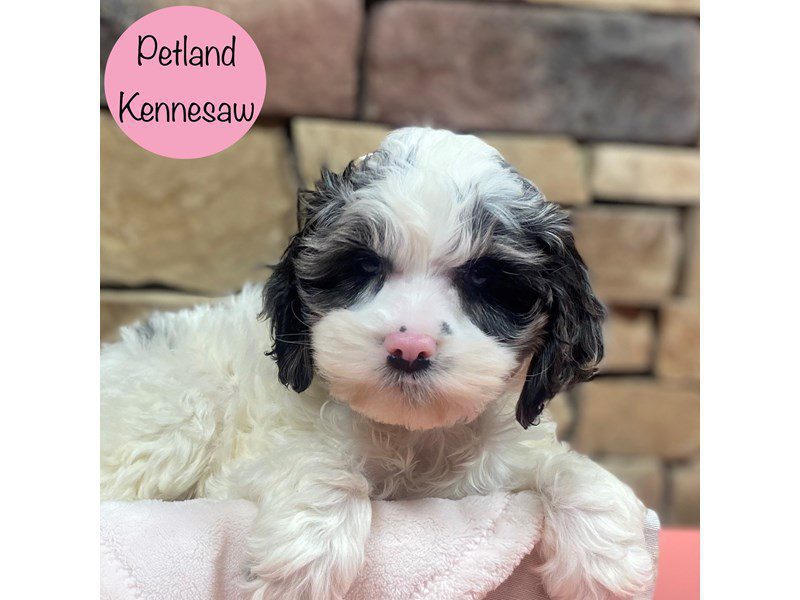 Cockapoo Small Animal Blue Merle and White ID:28752 Located at Petland ...