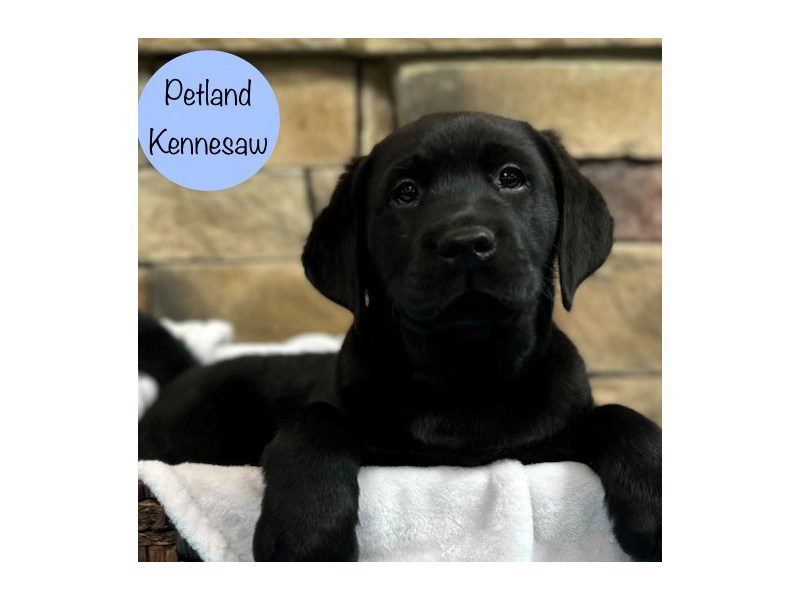 Labrador Retriever Small Animal Black ID:28790 Located at Petland ...
