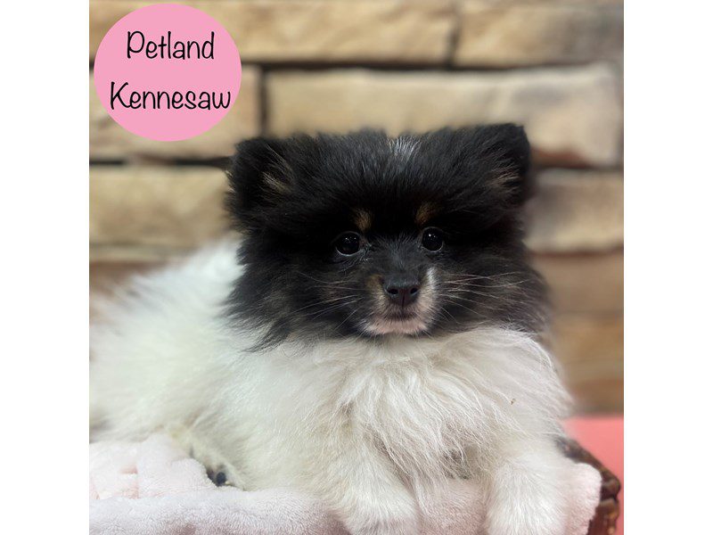 Pomeranian Small Animal Black / White ID:28788 Located at Petland ...