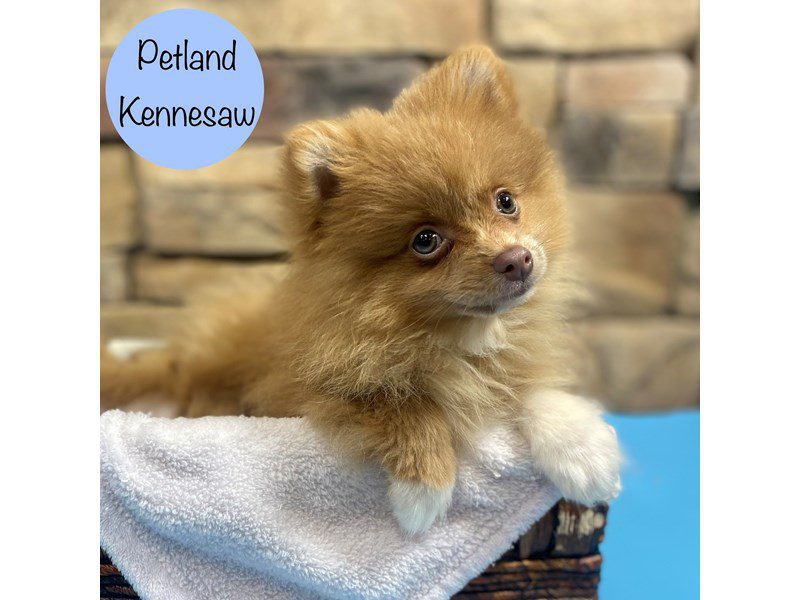 Pomeranian Small Animal Cream ID:28830 Located at Petland Kennesaw, Georgia