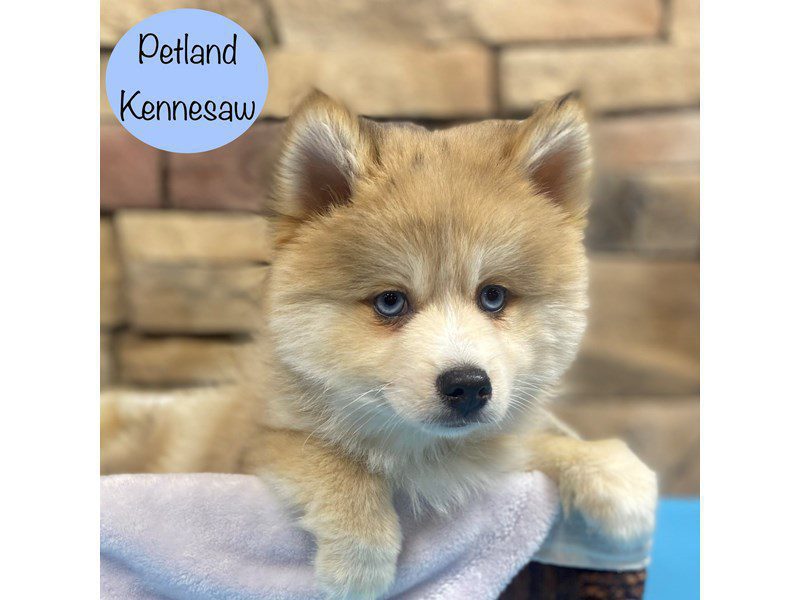 Pomsky Small Animal Red Merle / White ID:28758 Located at Petland ...