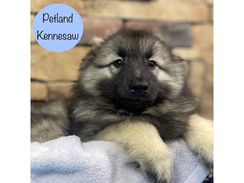 Keeshond Small Animal Black / Silver ID:28857 Located at Petland ...