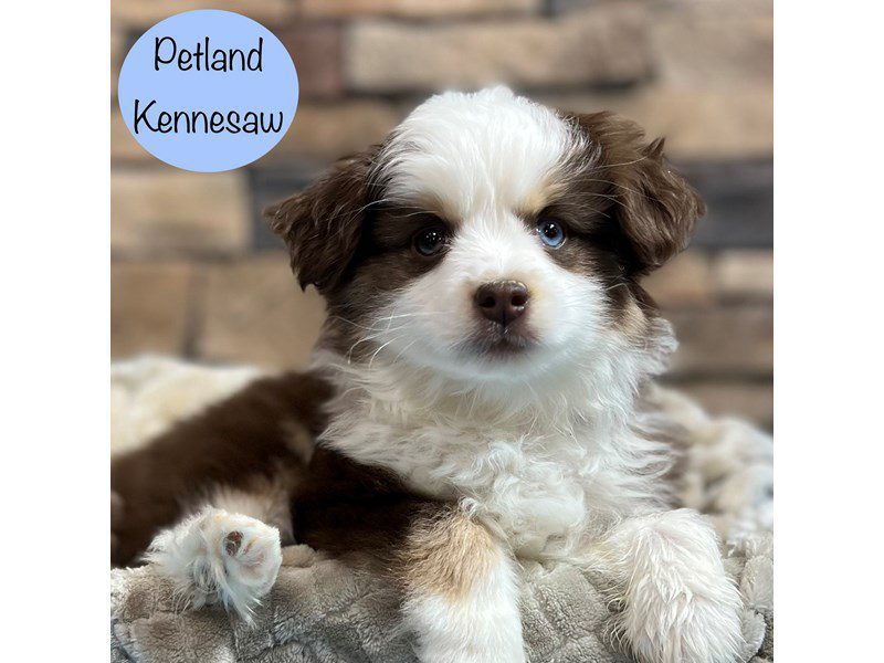 Australian Shepherd Small Animal Red / White ID:28998 Located at ...
