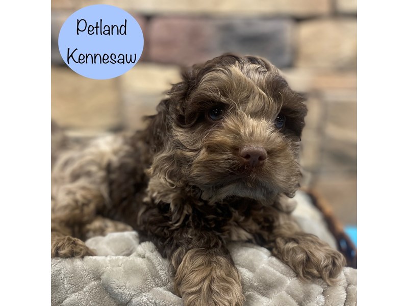 Cockapoo-Dog-Male-Chocolate Merle-3979911-Petland Kennesaw, Georgia