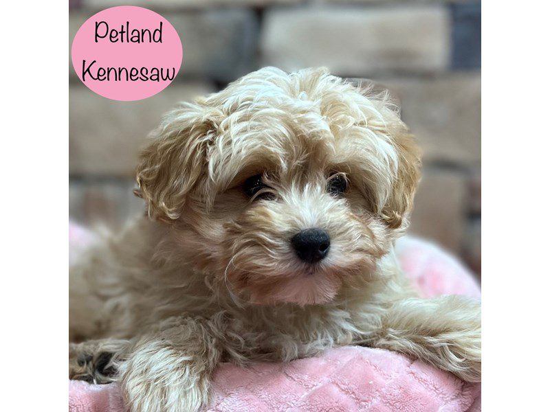 Pomapoo Small Animal Tan ID:28975 Located at Petland Kennesaw, Georgia