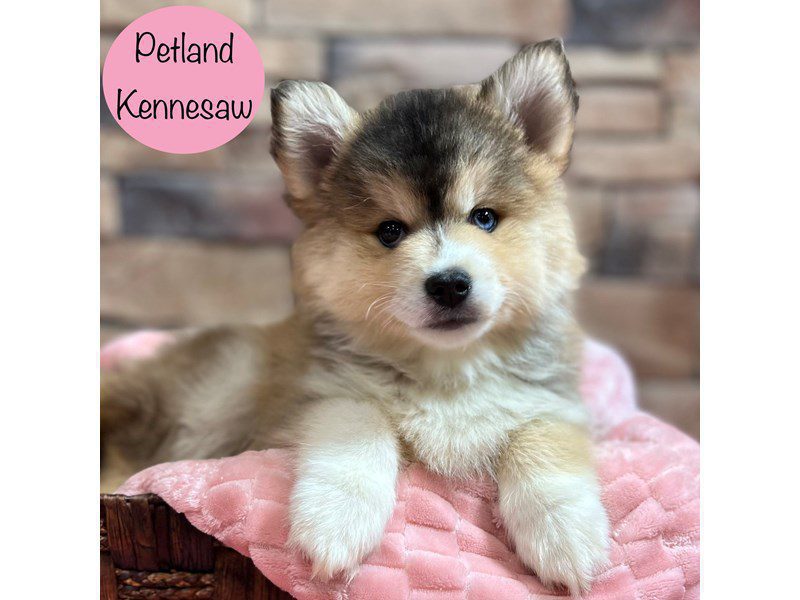 Pomsky Small Animal Sable / White ID:29006 Located at Petland Kennesaw ...