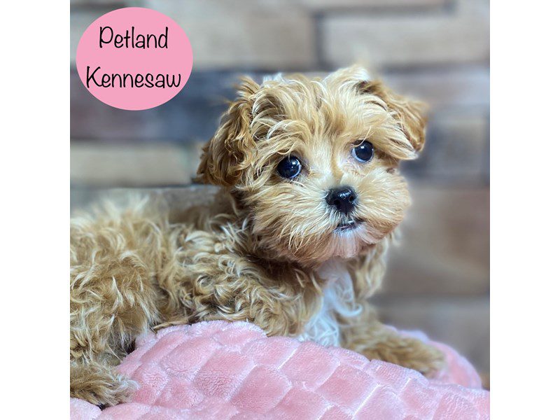 Maltipoo Small Animal Cream ID:29170 Located at Petland Kennesaw, Georgia